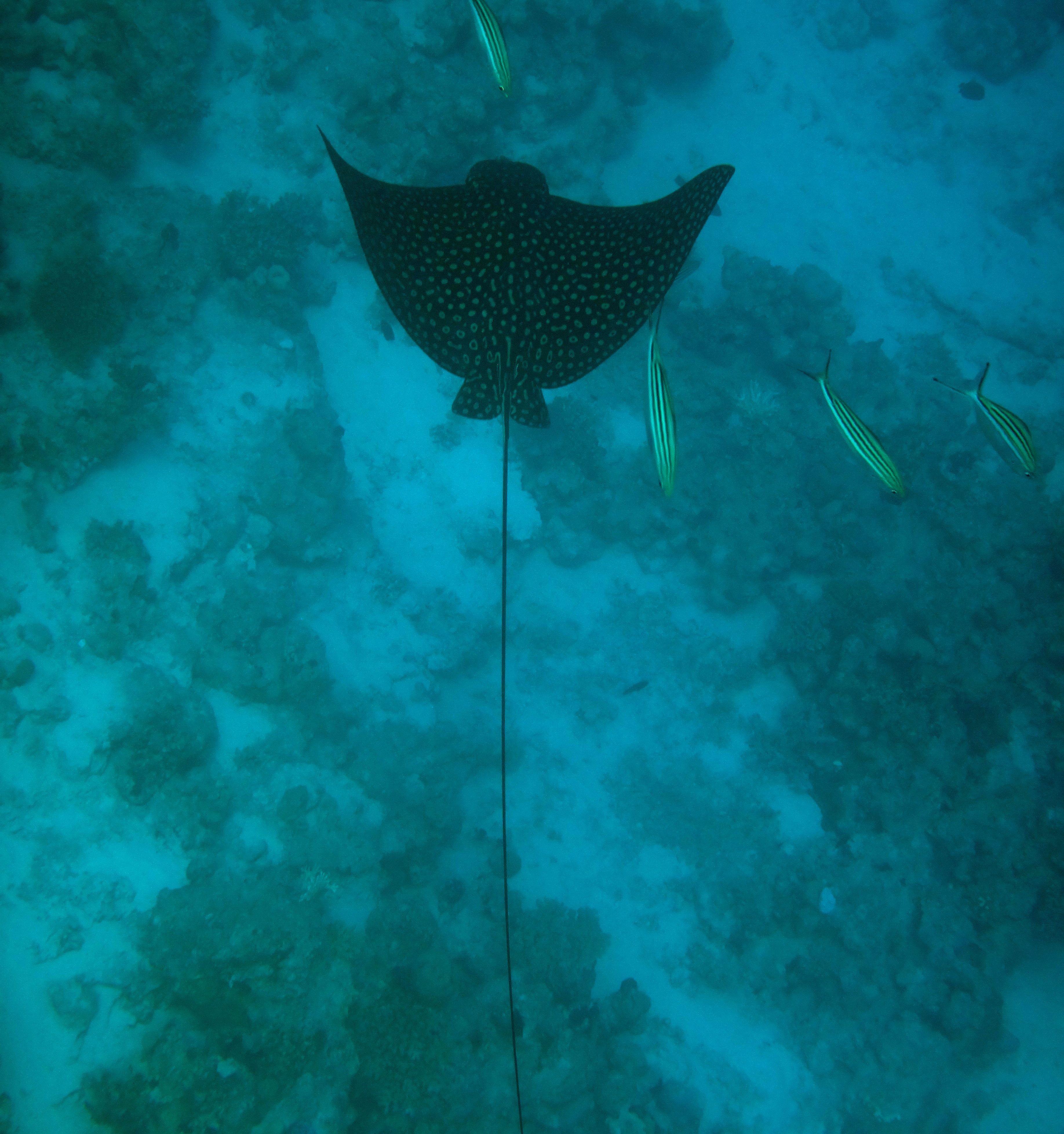 Artenseite Adlerrochen