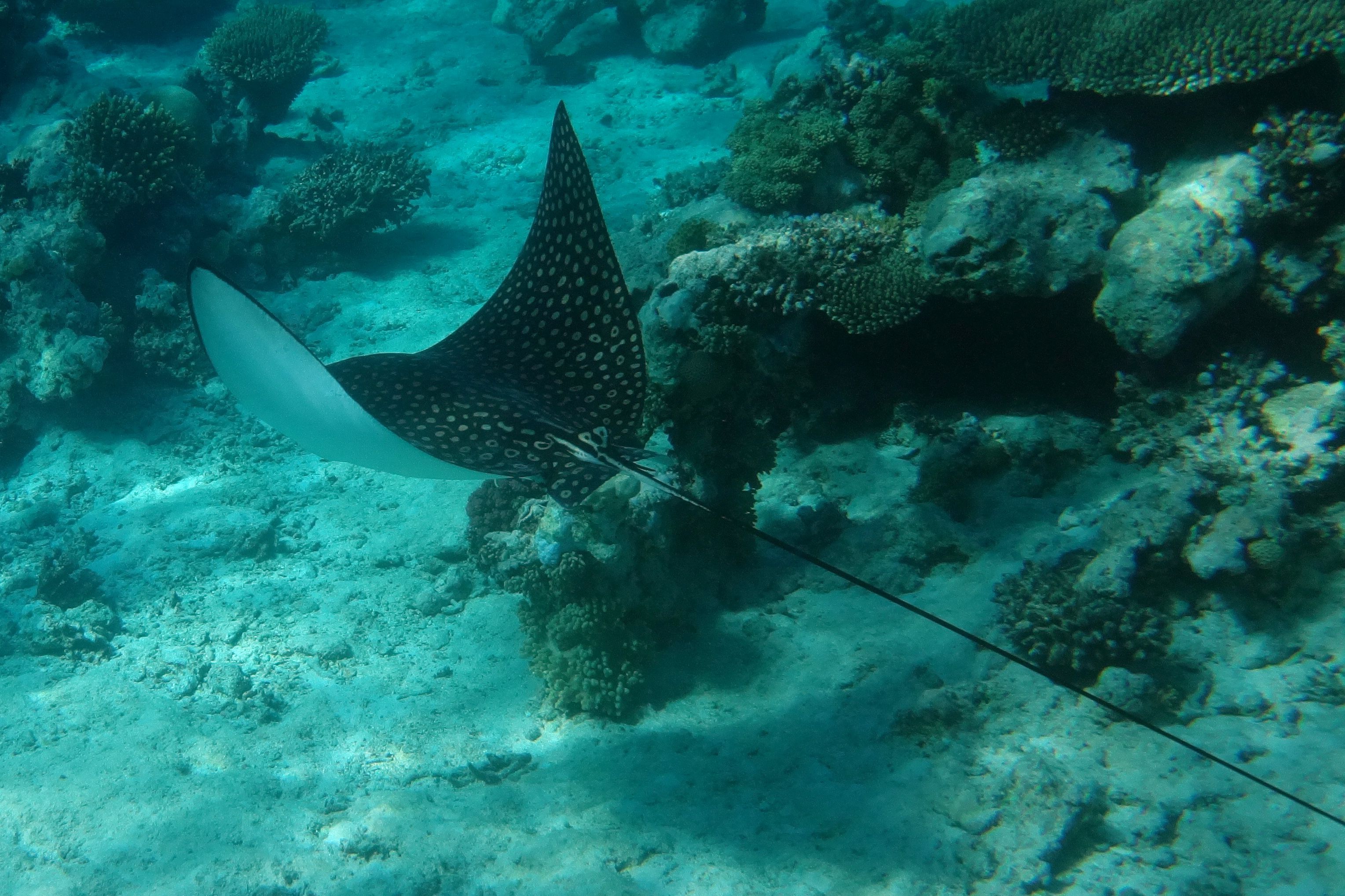 Artenseite Adlerrochen