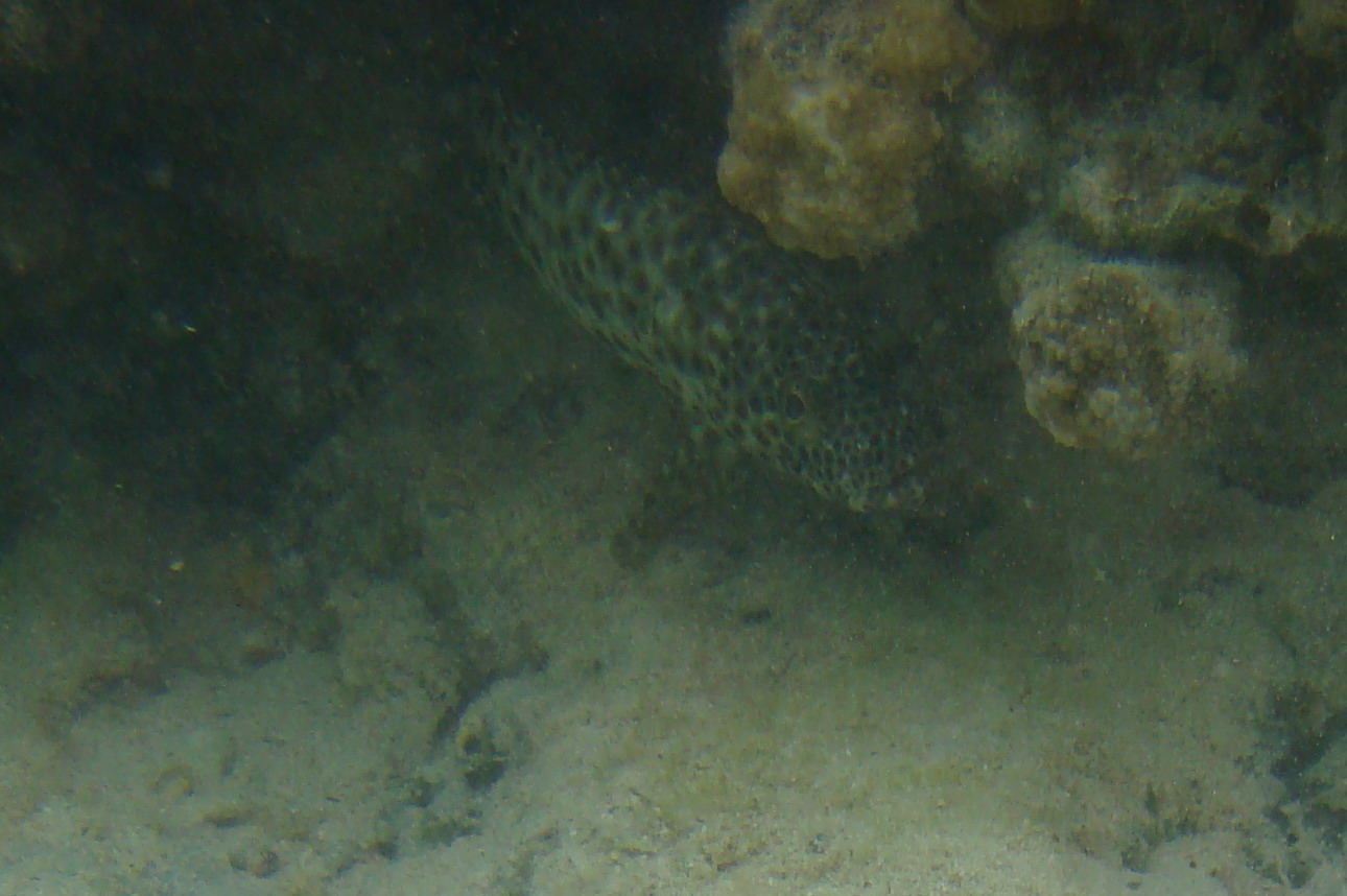 Artenseite Braunflecken-Zackenbarsch