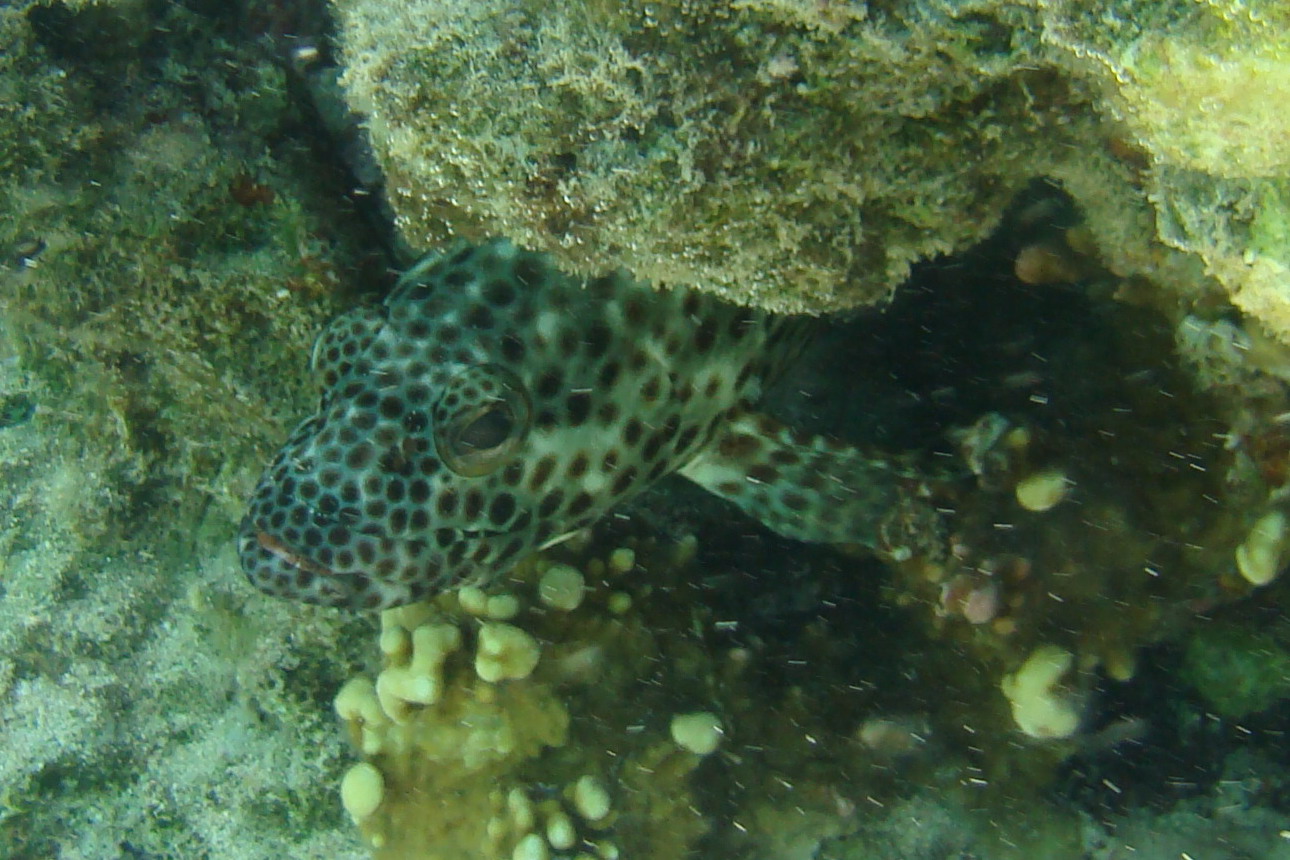 Artenseite Braunflecken-Zackenbarsch