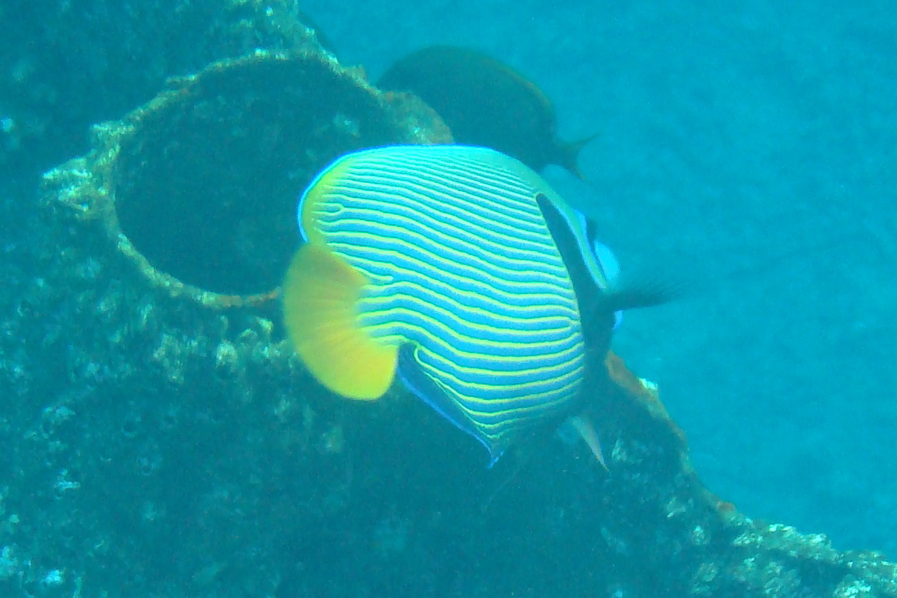 Artenseite Imperator-Kaiserfisch