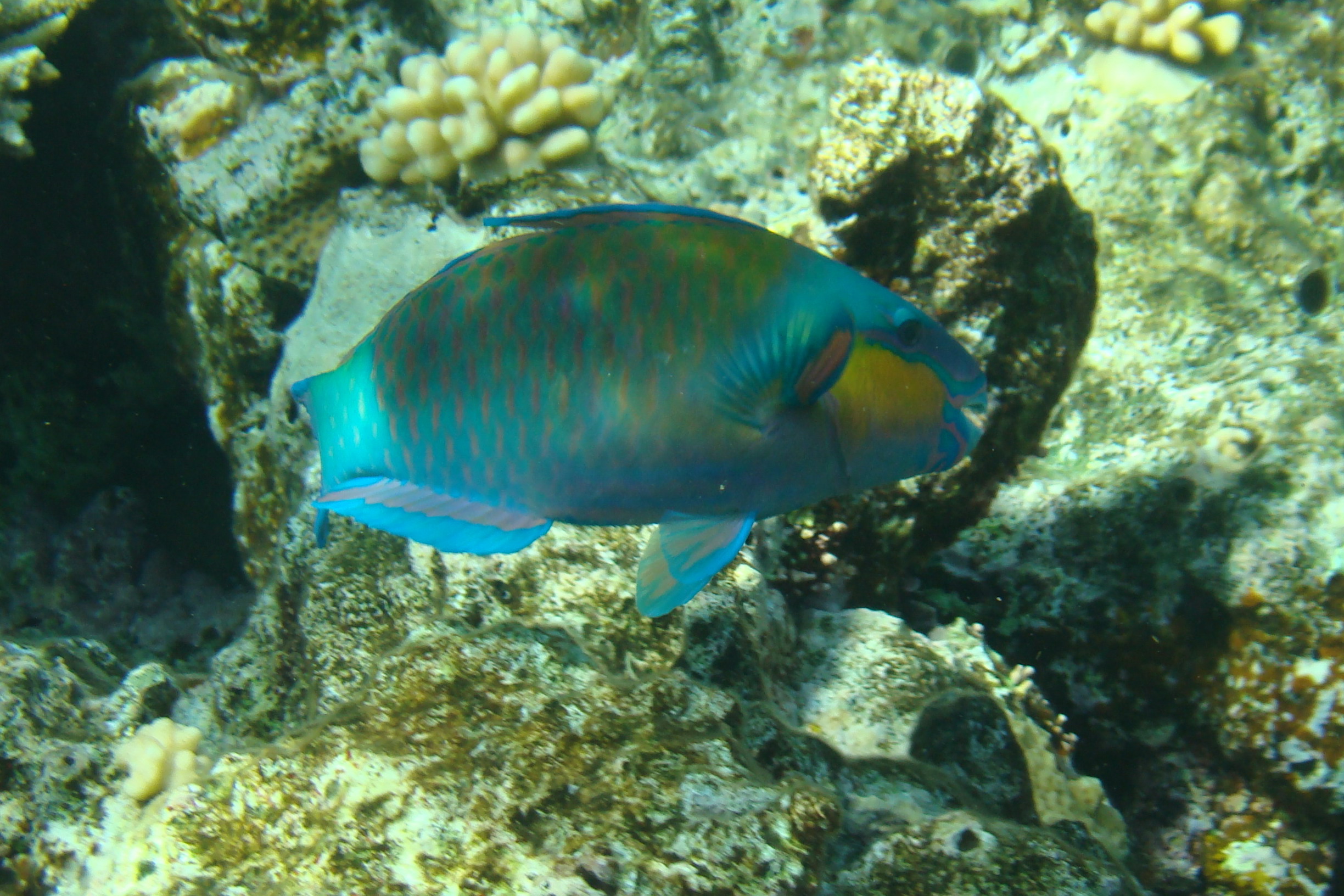 Artenseite Kugelkopf-Papageifisch