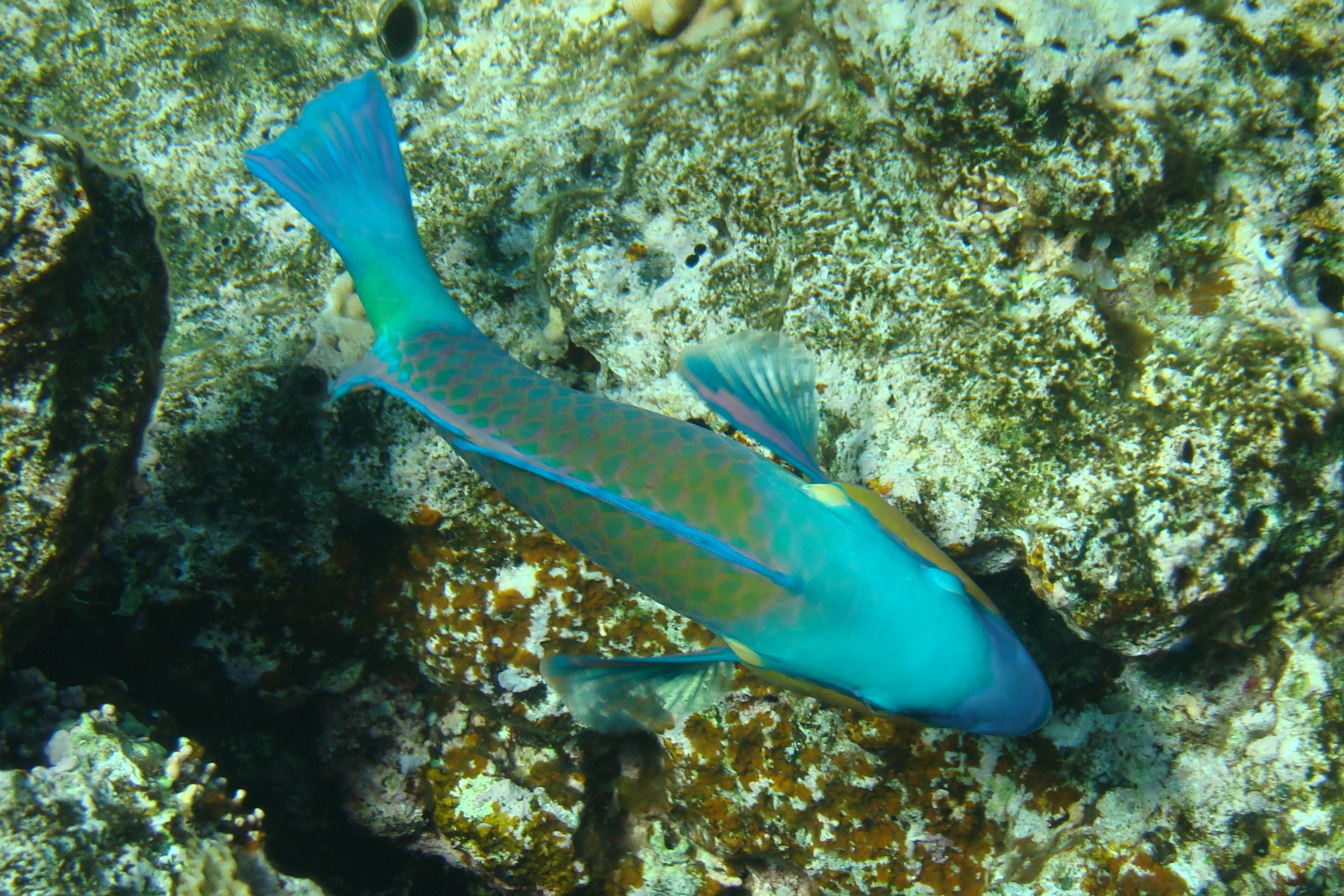 Artenseite Kugelkopf-Papageifisch