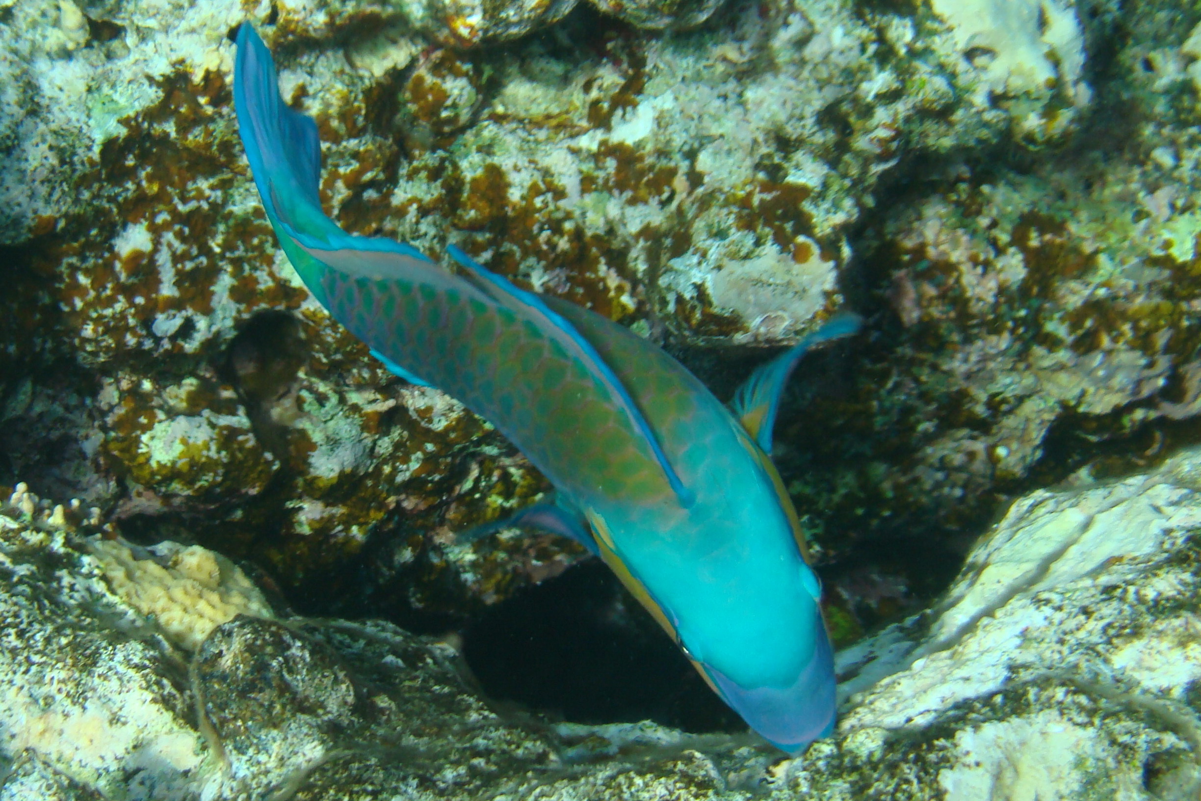 Artenseite Kugelkopf-Papageifisch