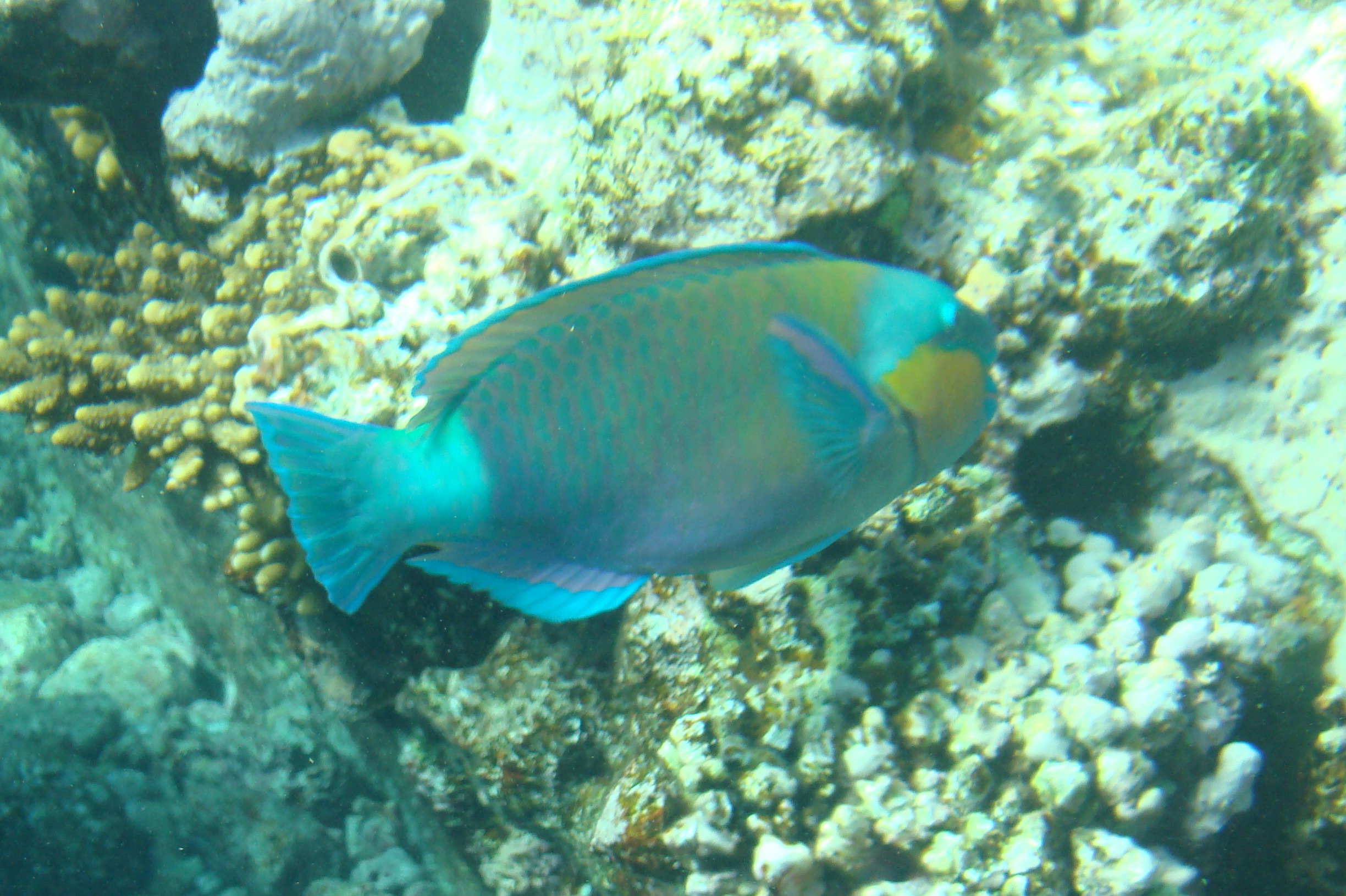 Artenseite Kugelkopf-Papageifisch