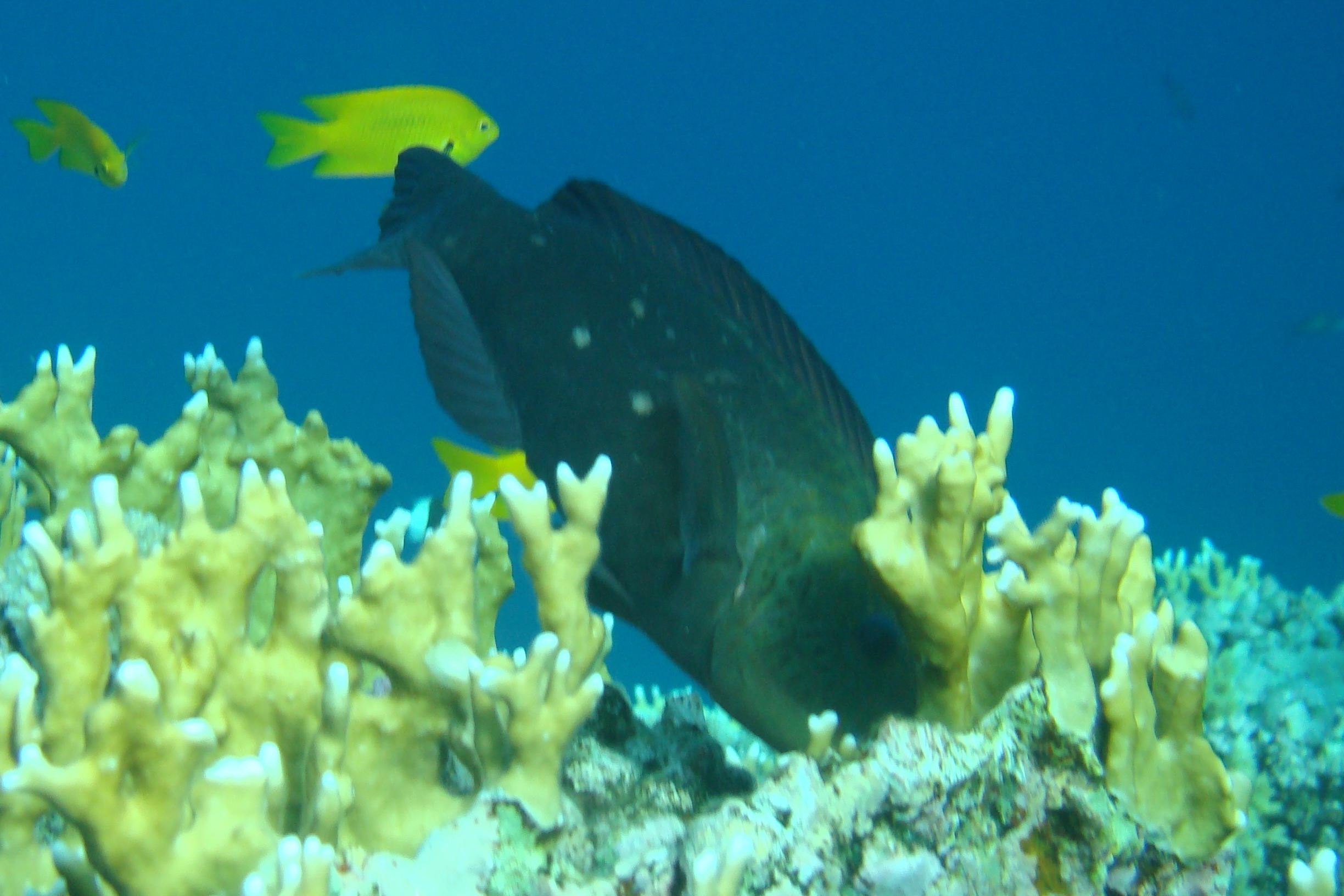 Artenseite Kugelkopf-Papageifisch