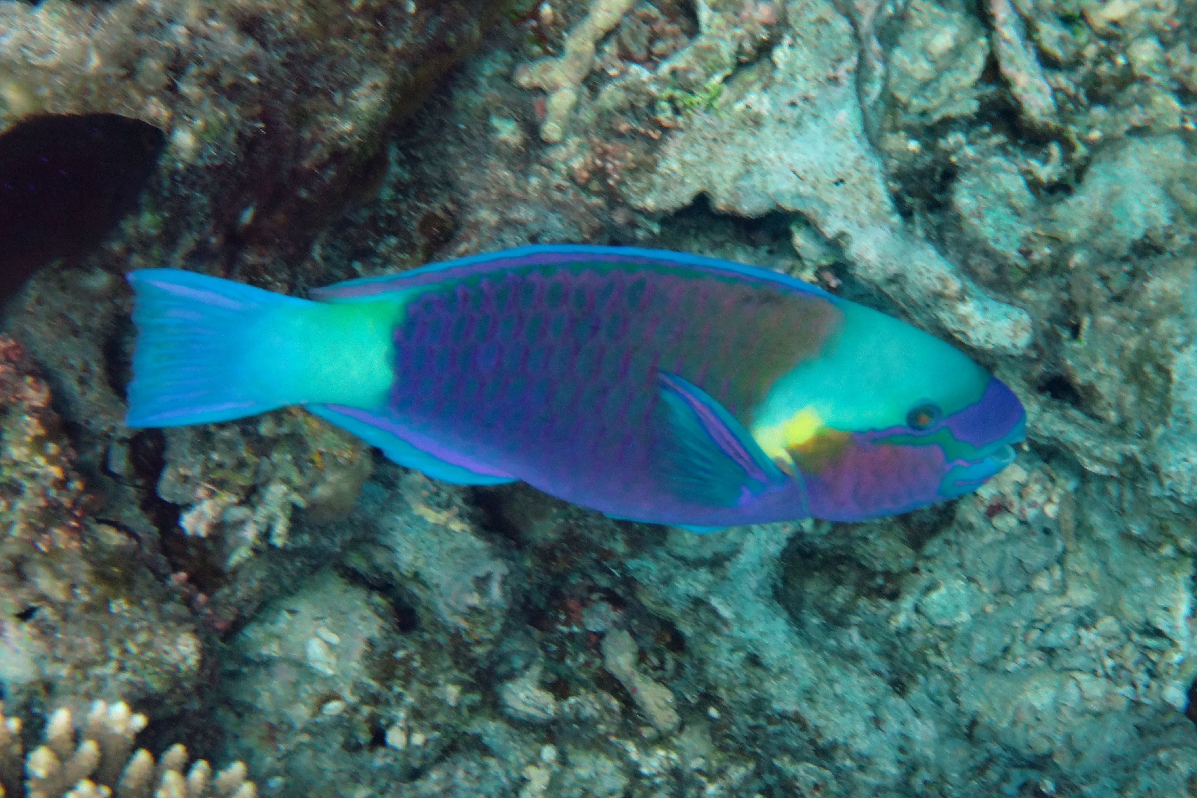 Artenseite Kugelkopf-Papageifisch