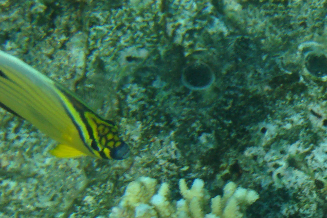 Artenseite Polypen-Falterfisch