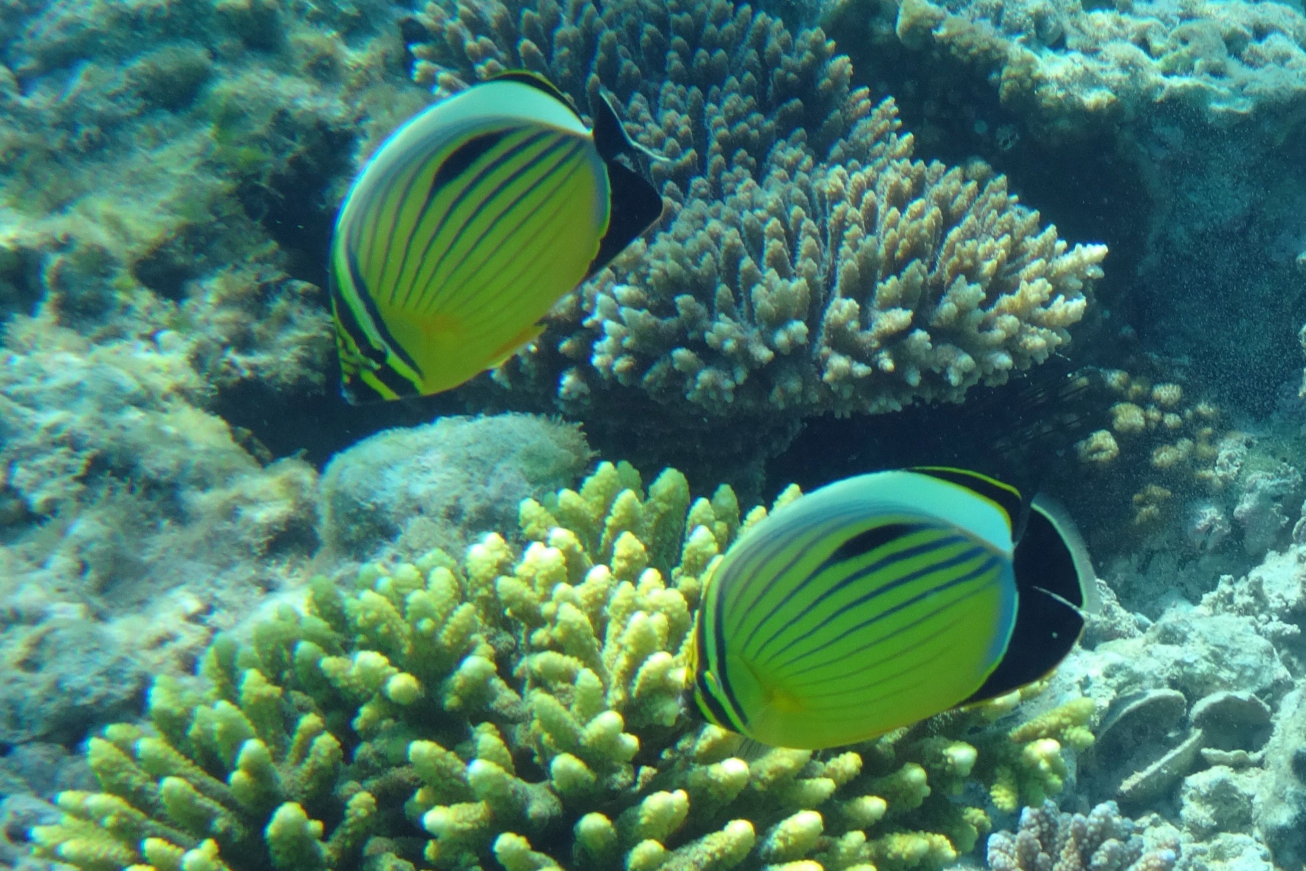 Artenseite Polypen-Falterfisch