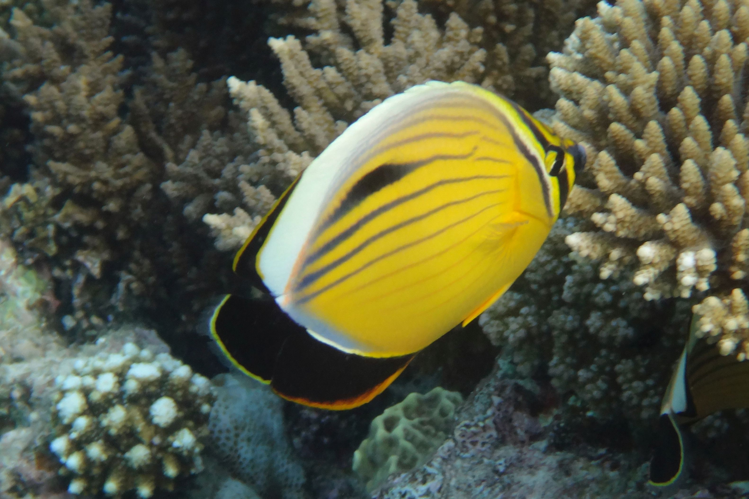 Artenseite Polypen-Falterfisch