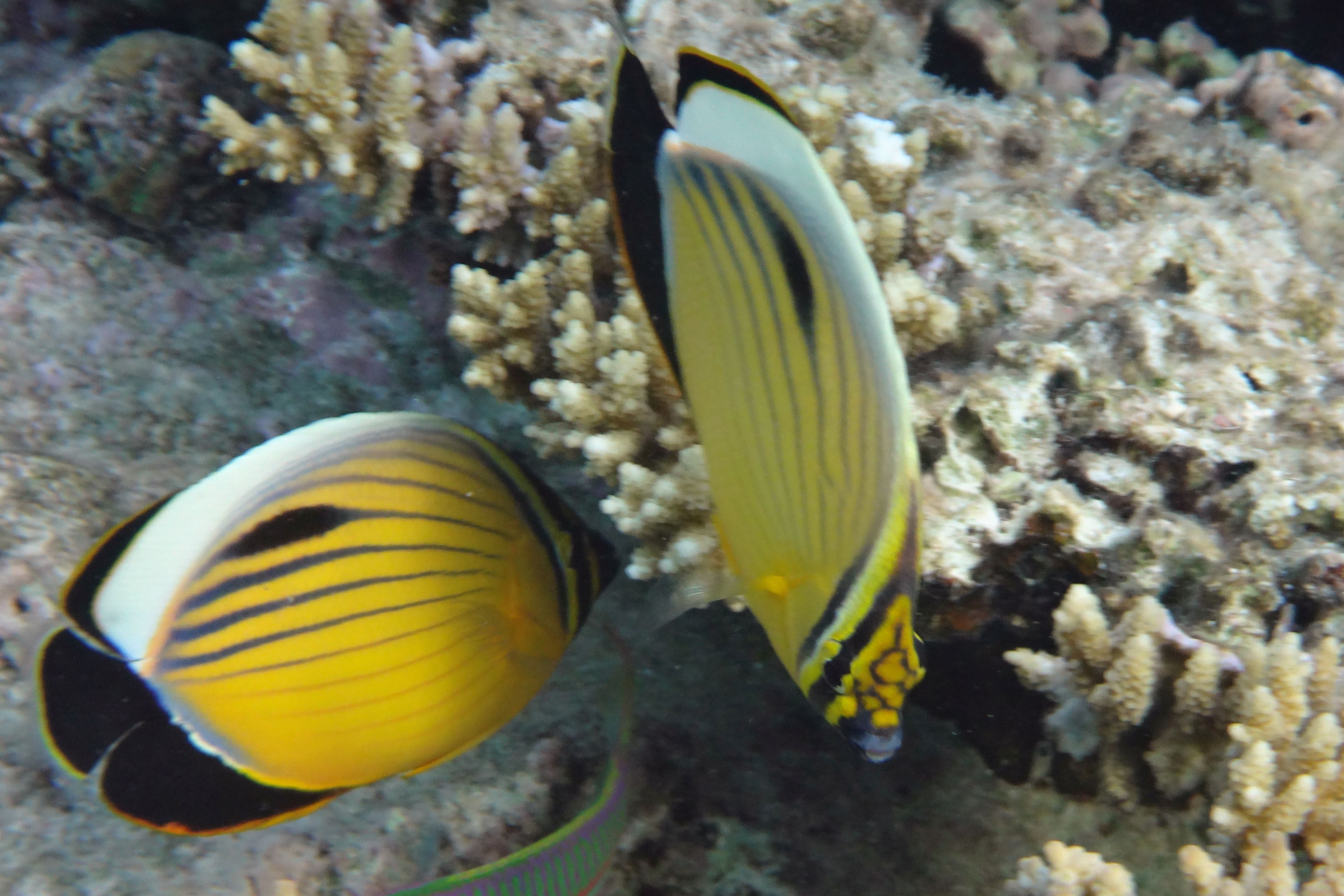 Artenseite Polypen-Falterfisch