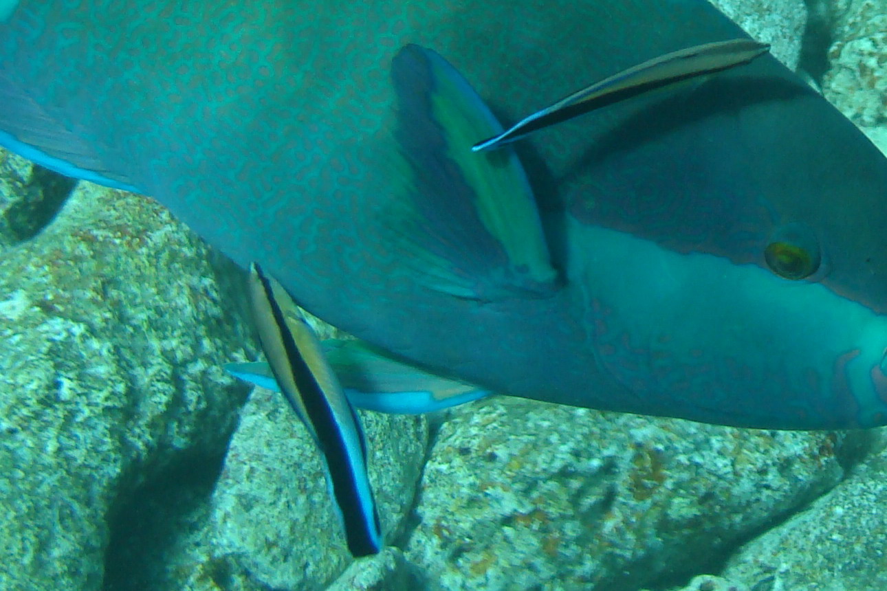 Artenseite Putzerlippfisch