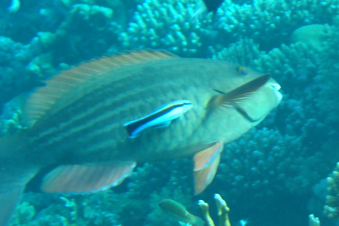 Artenseite Putzerlippfisch