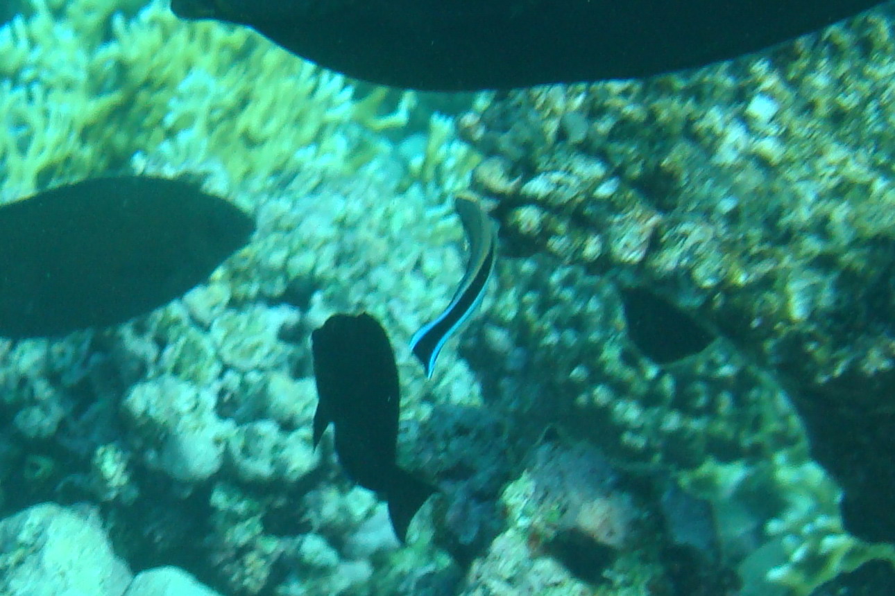 Artenseite Putzerlippfisch