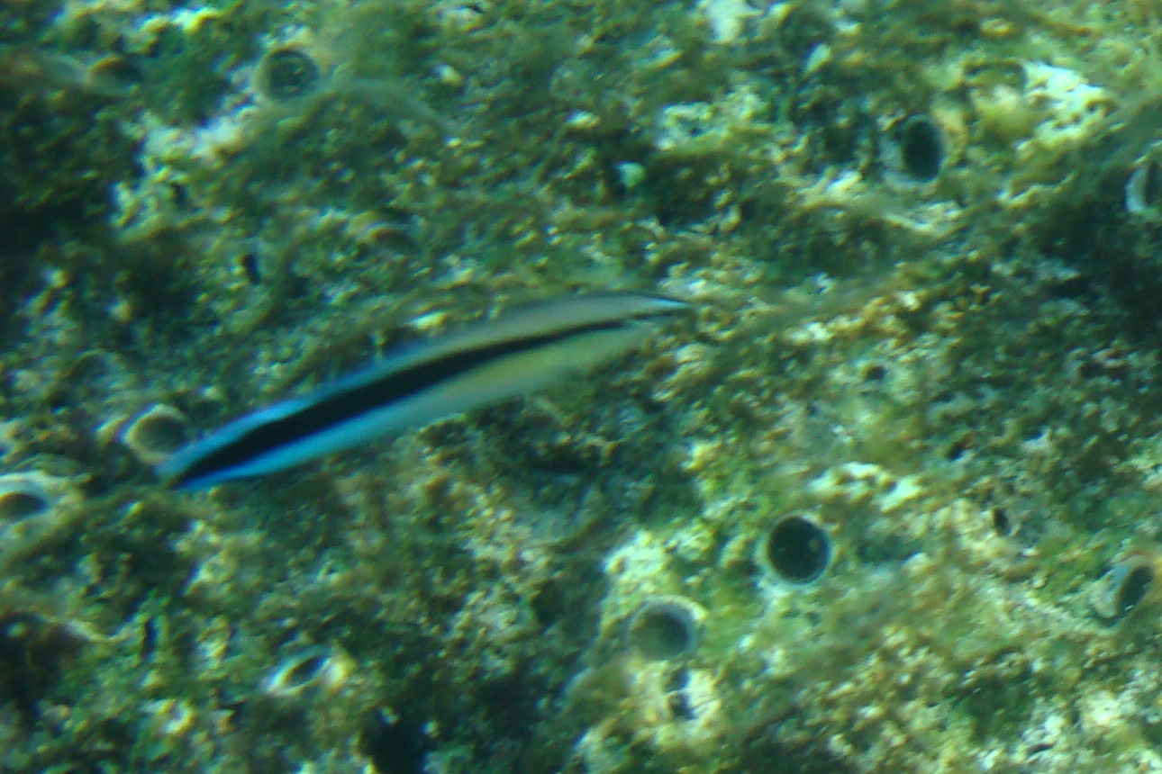 Artenseite Putzerlippfisch